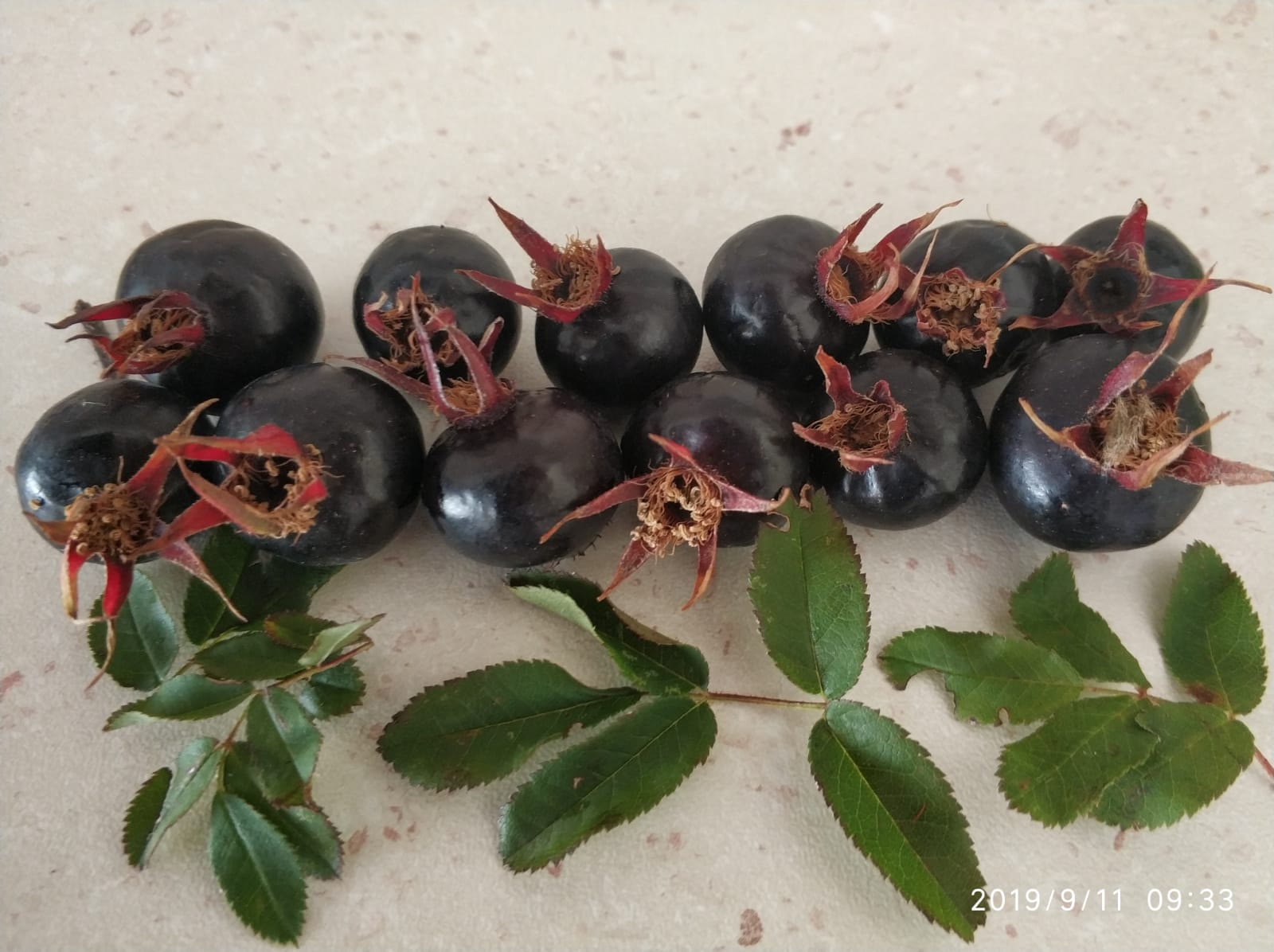 Black Rosehip; Overview, Composition and Health Benefits