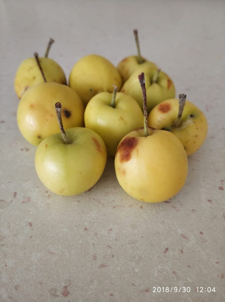 Wild Apple (Malus sylvestris); Overview, Composition and Benefits