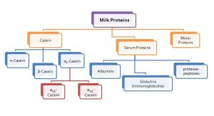 Milk; Definition, Composition and Nutrition (Detailed Explanation)