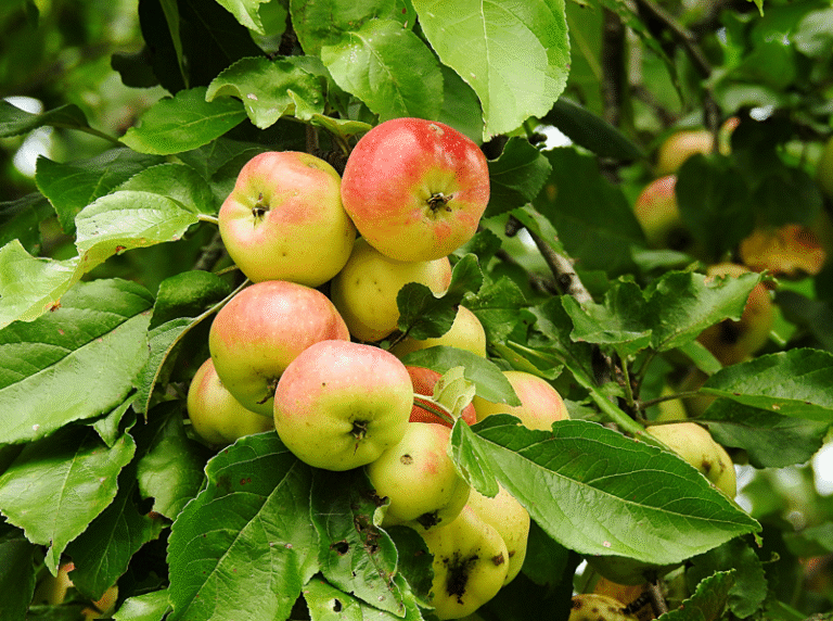 Wild Apple (Malus sylvestris); Overview, Composition and Benefits